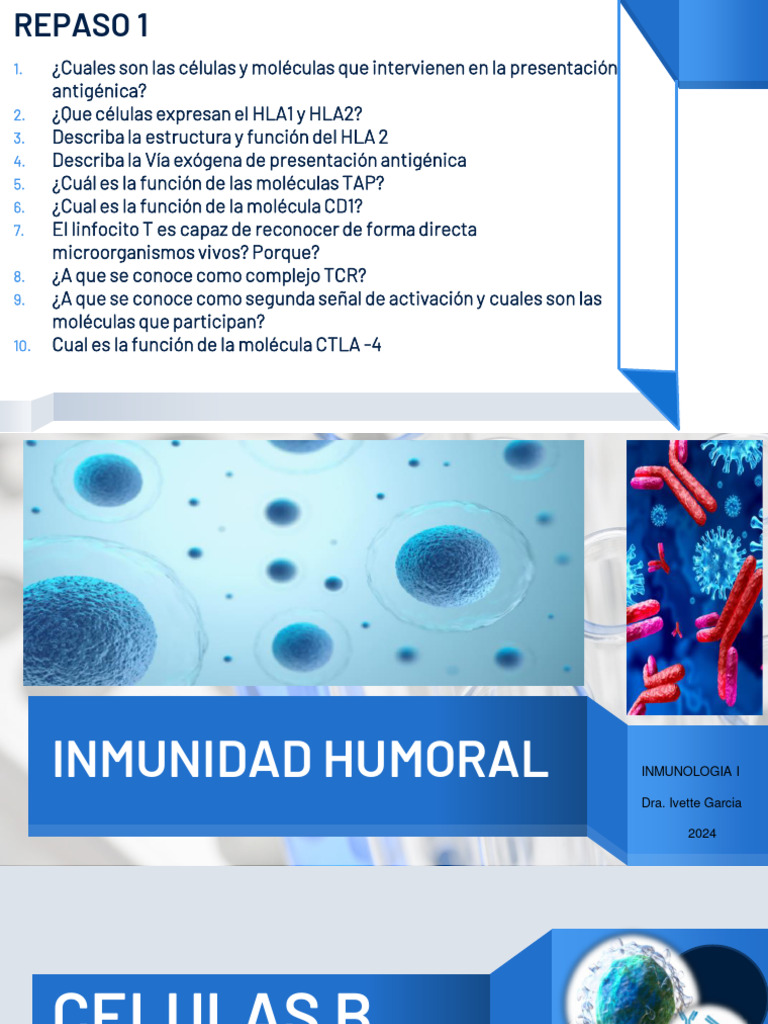 Inmunidad Humoral 24 | PDF | Linfocitos | Célula B