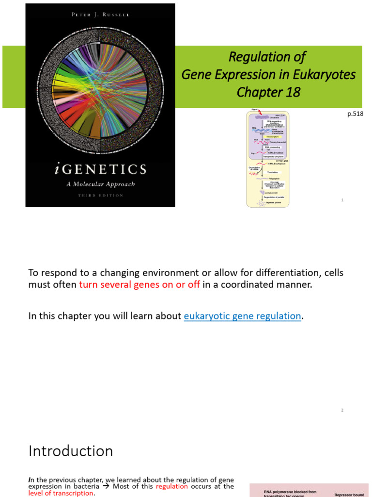 Chapter 18 Regulation of Gene Expression in Eukaryotes Part 1 PDF | PDF ...