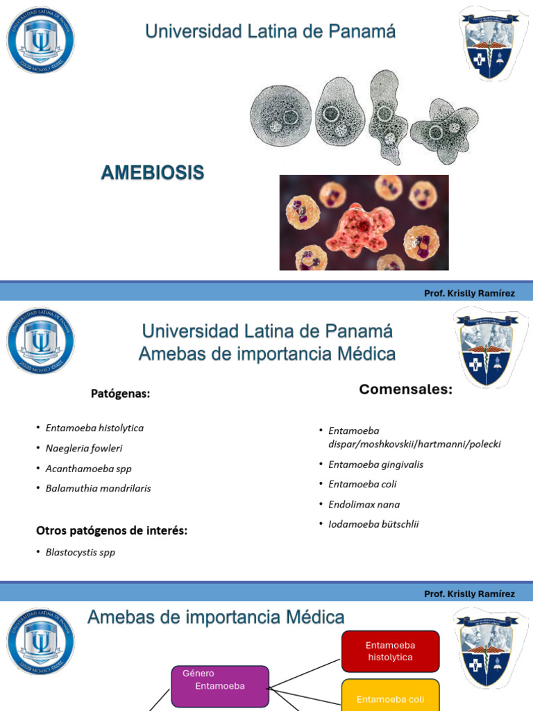 Clase 2 Amebas | Descargar gratis PDF | Biología | Especialidades Medicas