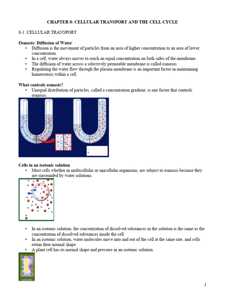 CHP 8 Note Key | PDF | Mitosis | Osmosis
