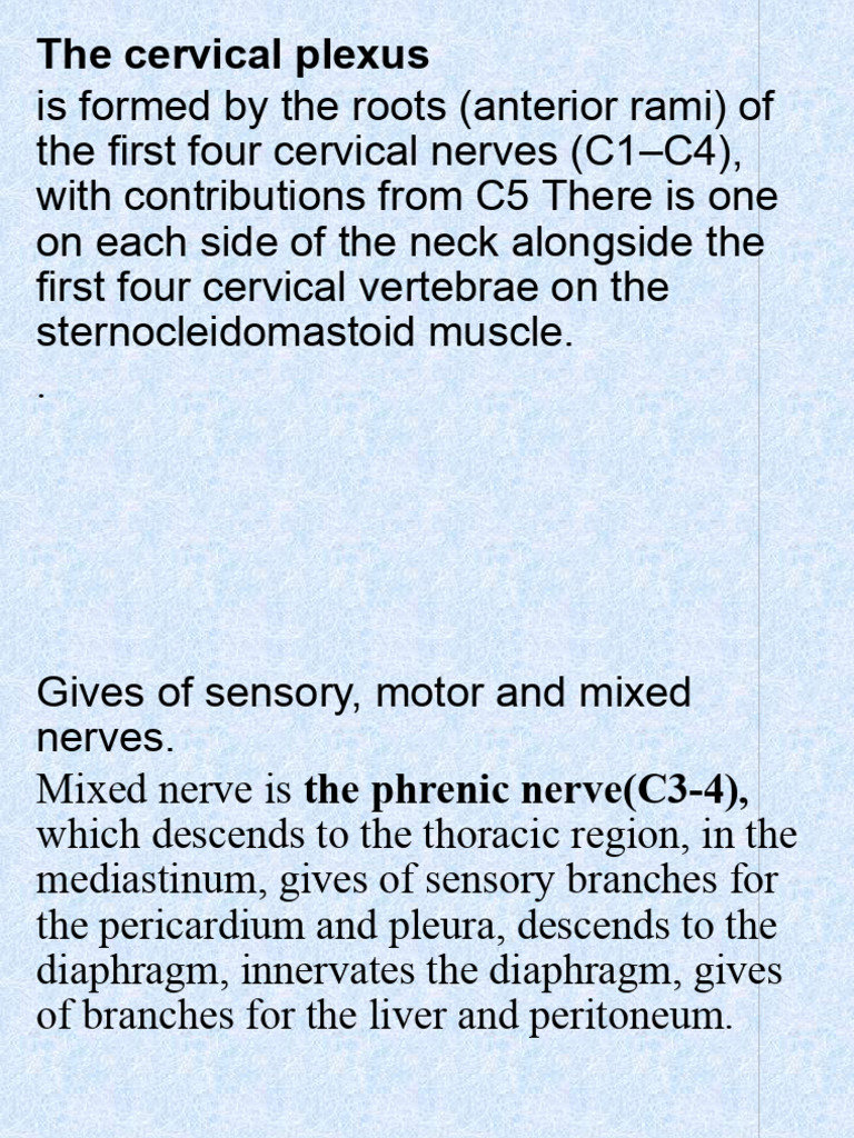 Cervical, Brachial Plexus | PDF | Arm | Human Leg