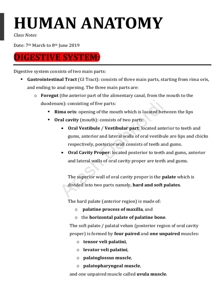 Anatomy Class Digestive Notes | PDF | Human Nose | Stomach