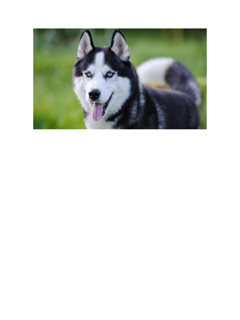 Guau | PDF