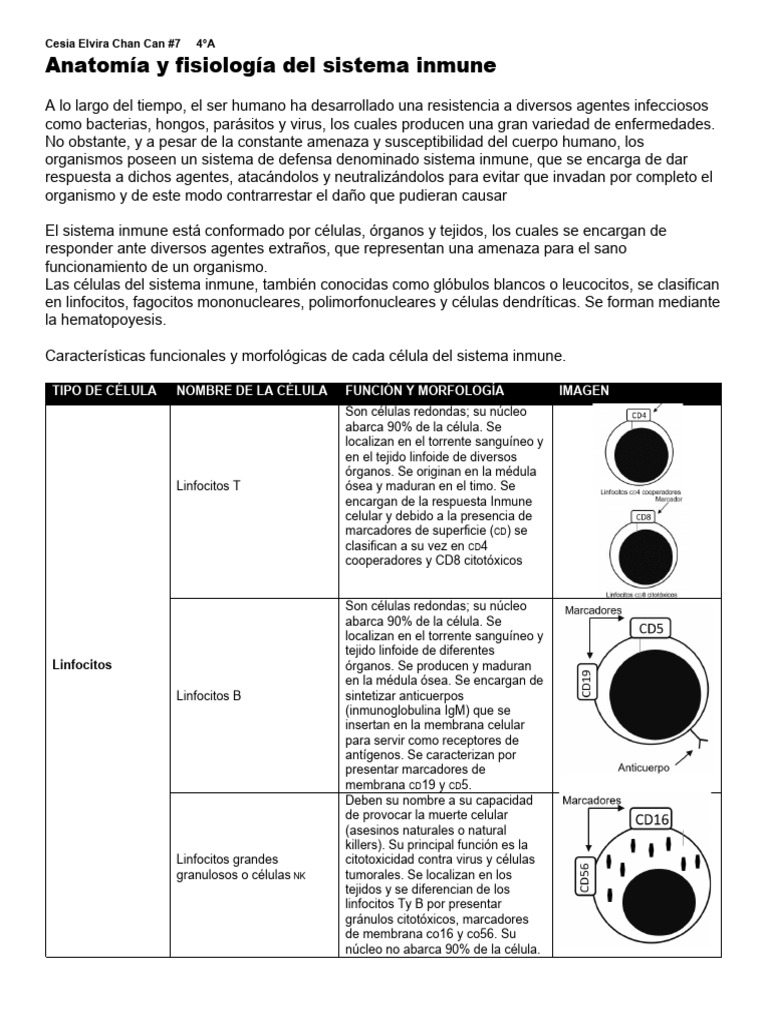 Anatomía y Fisiología Del Sistema Inmune | PDF | Linfocitos | Sistema inmune