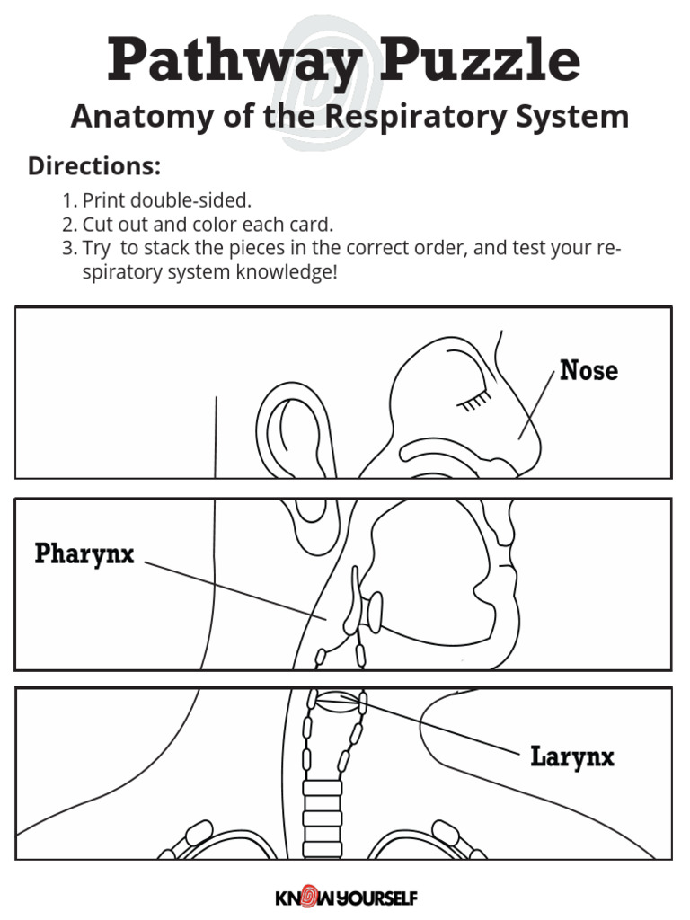 Respiratory System Pathway Puzzle | PDF | Respiratory Tract ...