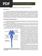 Neurulacion Embriologia | PDF | Anatomía | Biología del desarrollo