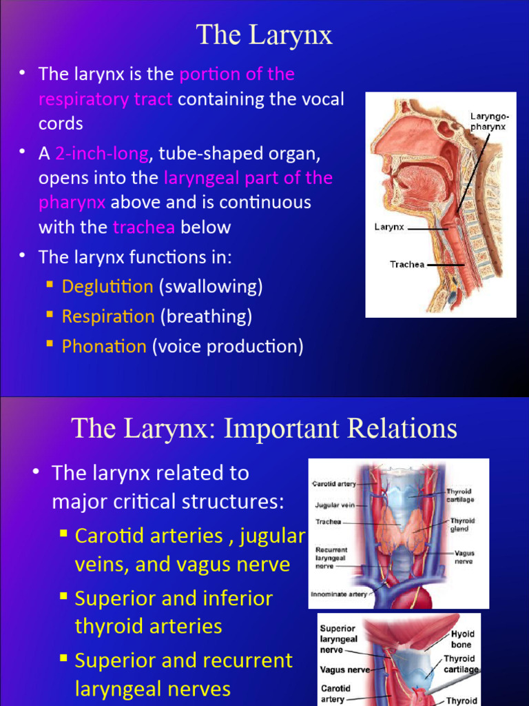 15 Larynx | PDF | Larynx | Anatomy