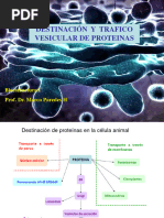 5 Trafico Vesicular | PDF | Biología Celular | Bioquímica