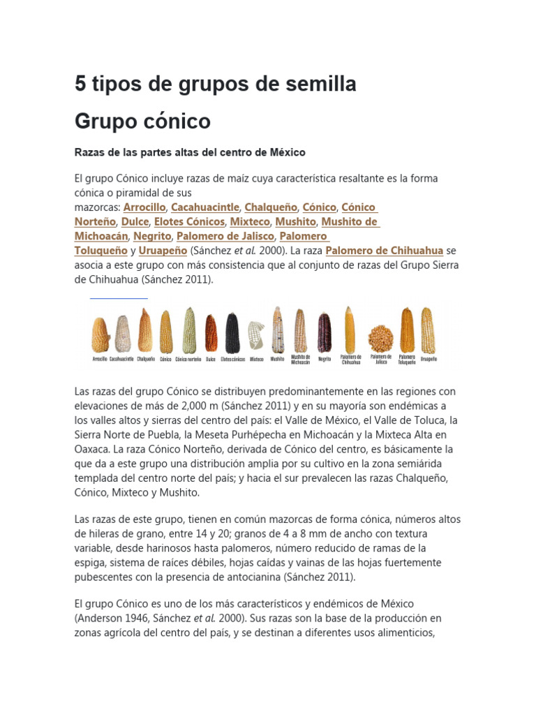 Razas de maíz cónico en México | PDF | Maíz | México
