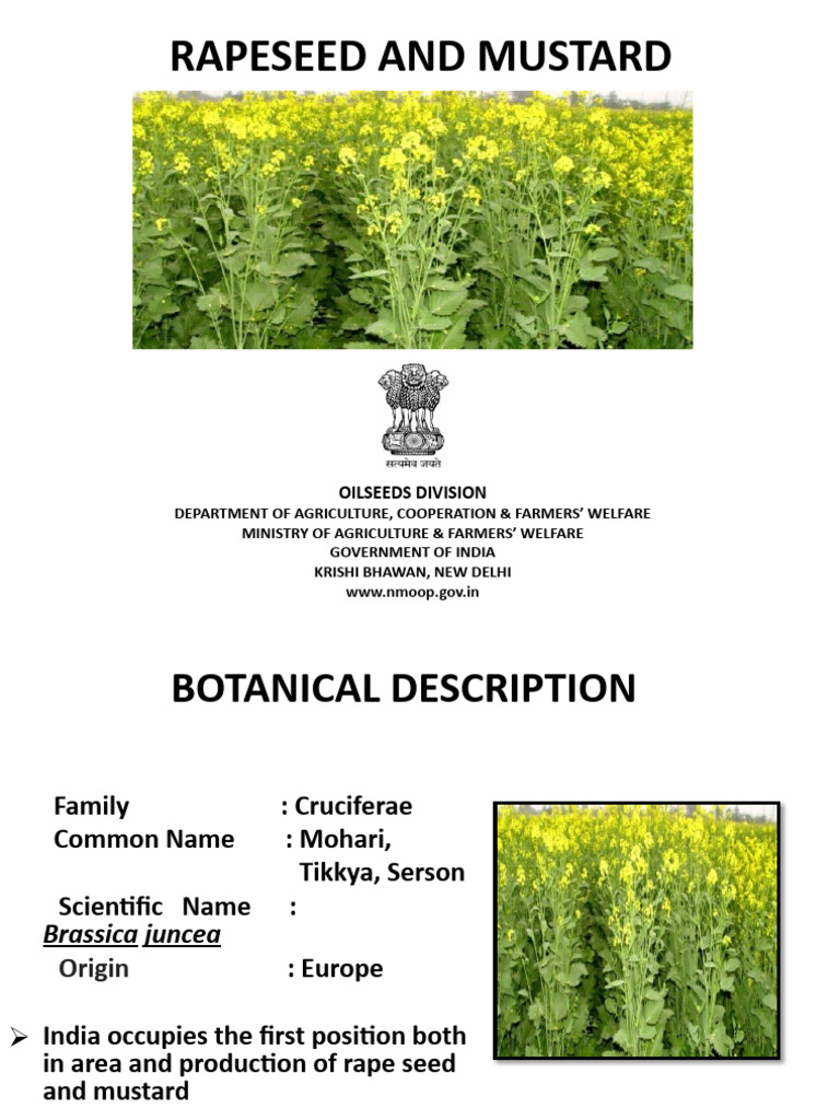 Mustard | PDF | Rapeseed | Agriculture