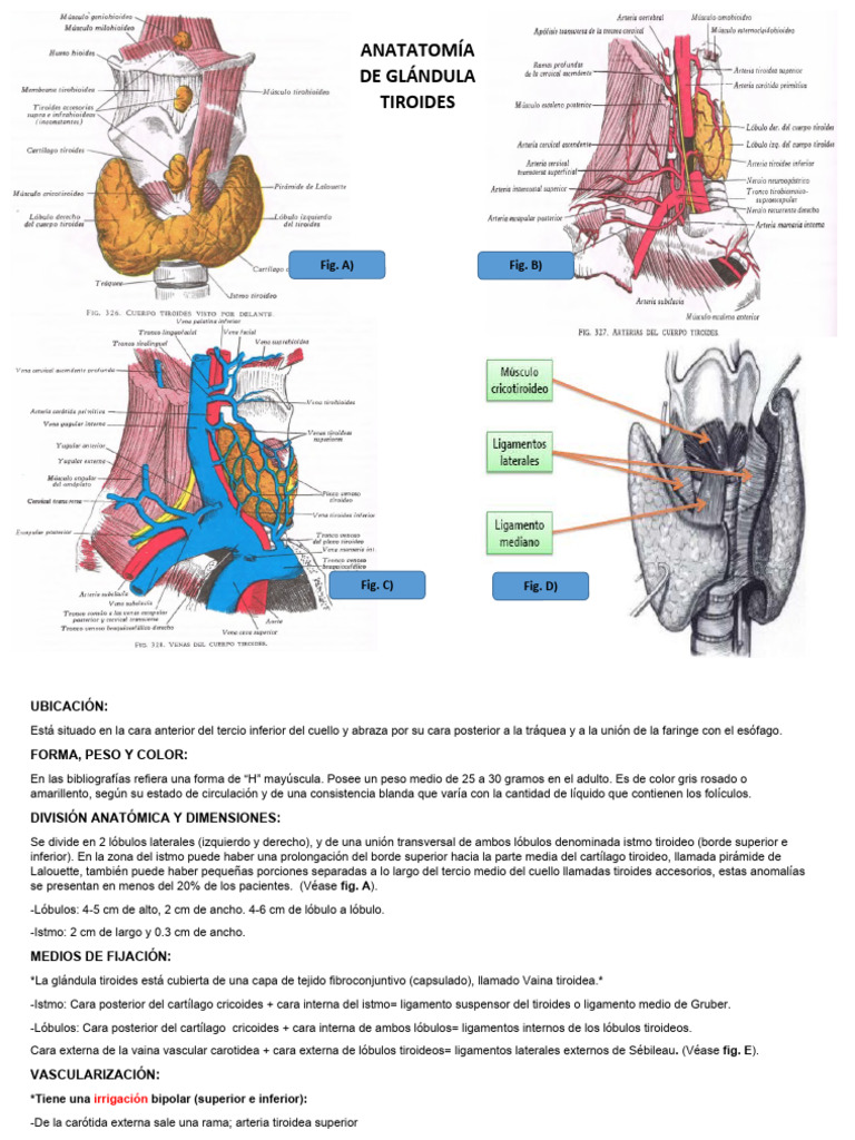 Anatomía de Glándula Tiroides | PDF | Tiroides | Órgano (anatomía)