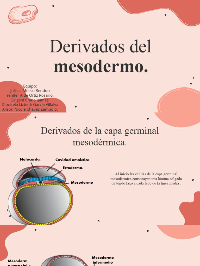Derivados del mesodermo | PDF | Anatomía | Biología