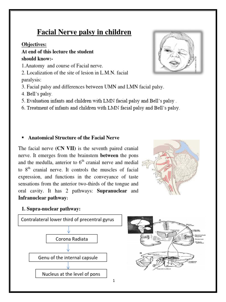 Facial Nerve Palsy in Children | PDF | Nervous System | Human Head And Neck