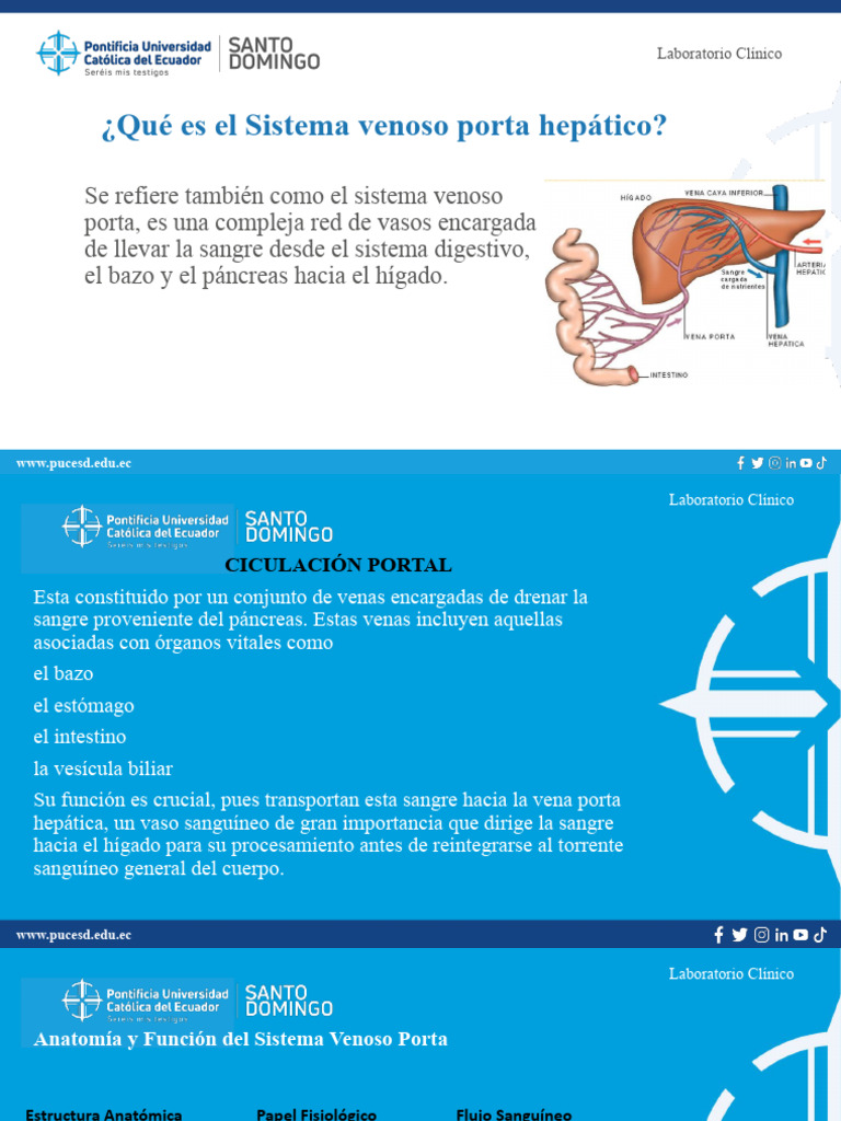 Sistema Venoso Porta Hepático | PDF | Hígado | Sangre