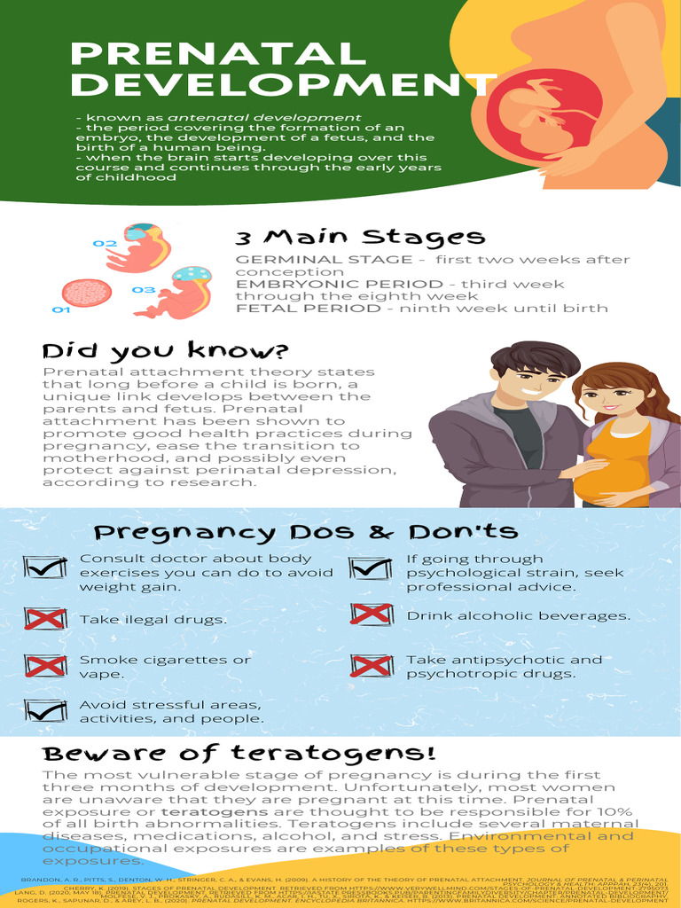 Infographic On Prenatal Development | PDF | Prenatal Development | Pregnancy