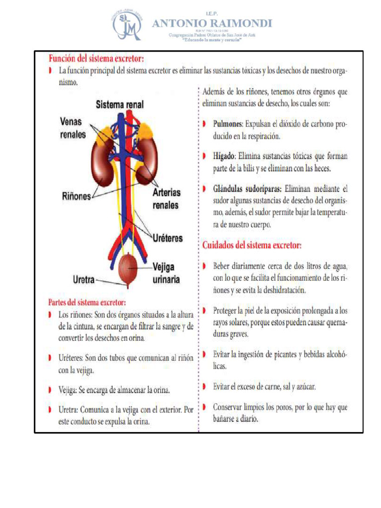 5_FICHA_SISTEMA_EXCRETOR | PDF