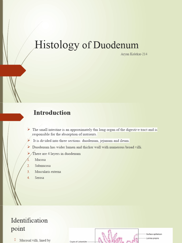 Histology of the Duodenum Explained | PDF