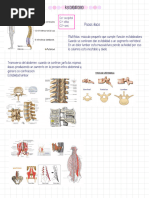 Test de Schober | PDF