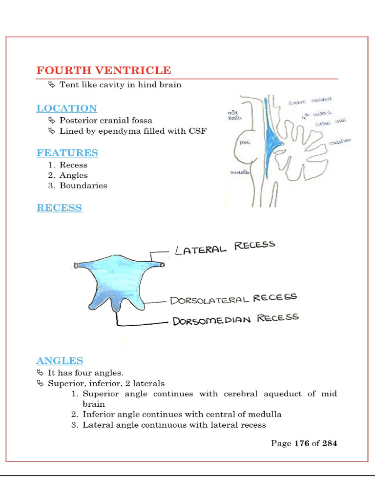 Fourth Ventricle | PDF