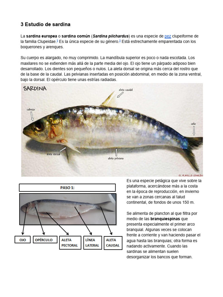 Características de la sardina europea | PDF | Pescado