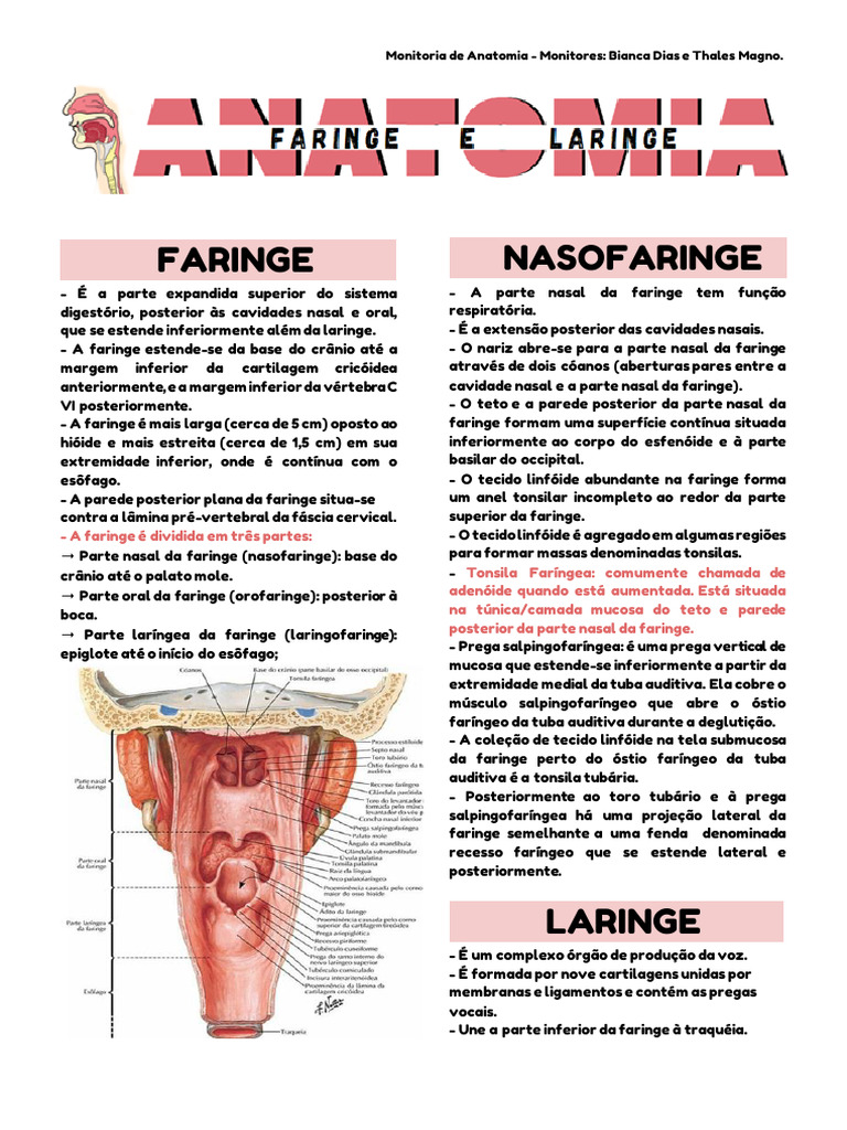 Anatomia Da Faringe e Laringe | PDF | Laringe | Sistema respiratório