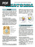 Anatomia Do Nariz e Seios Da Face | PDF | Sistema Esquelético | Otorrinolaringologia
