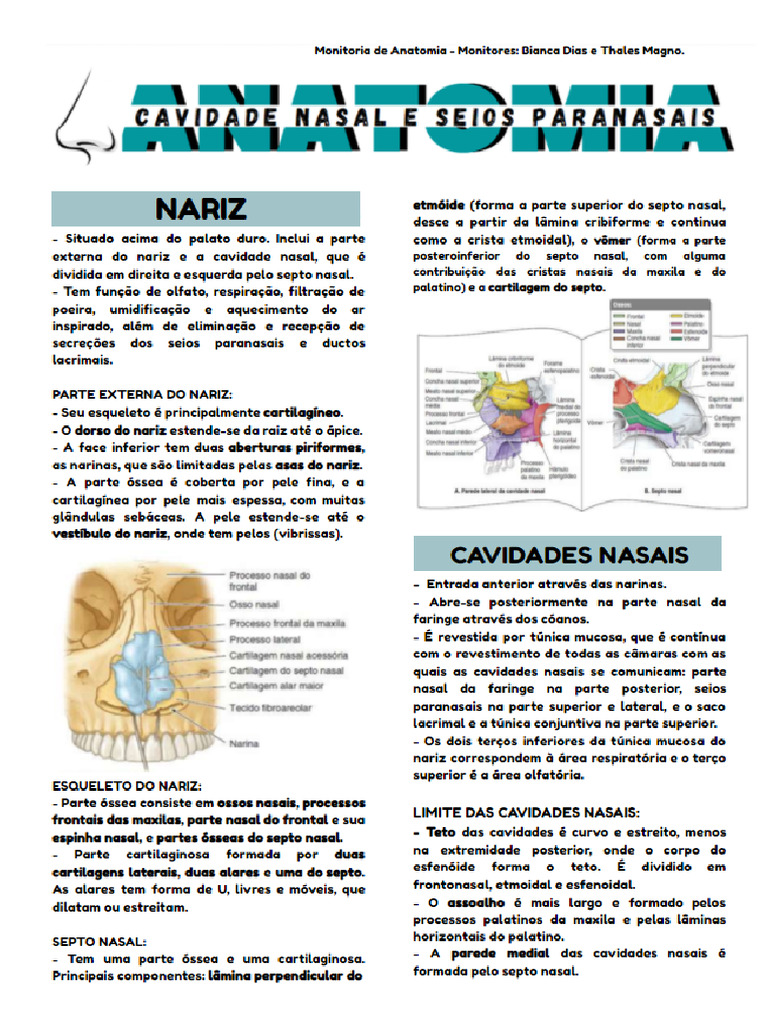 Anatomia Da Cavidade Nasal e Seios Paranasais | PDF
