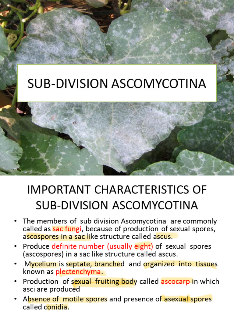 Ascomycotina | PDF | Fungus | Biology