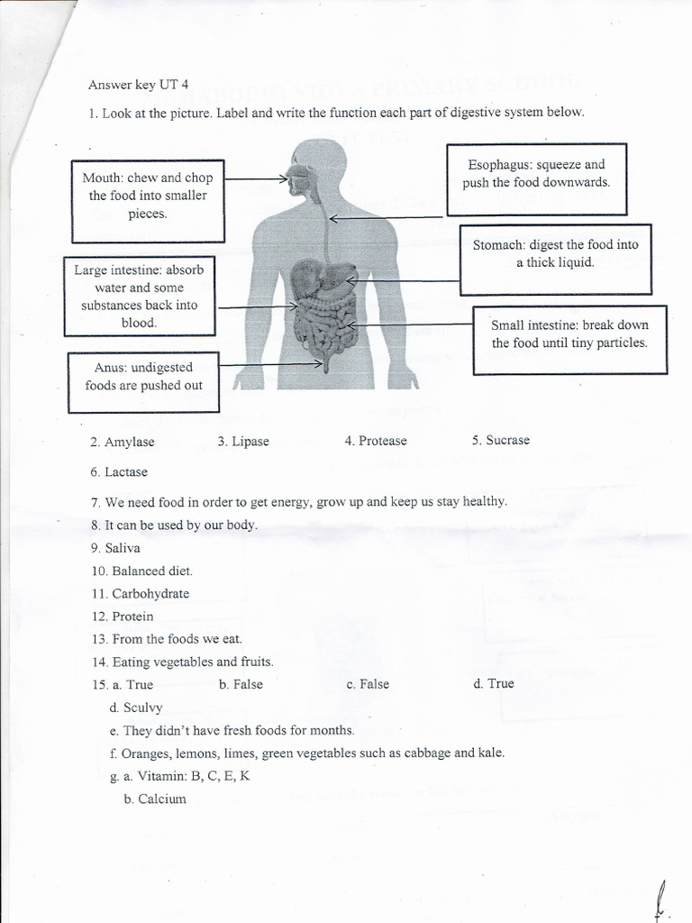 DIGESTIVE SYSTEM - UT ANSWER | PDF