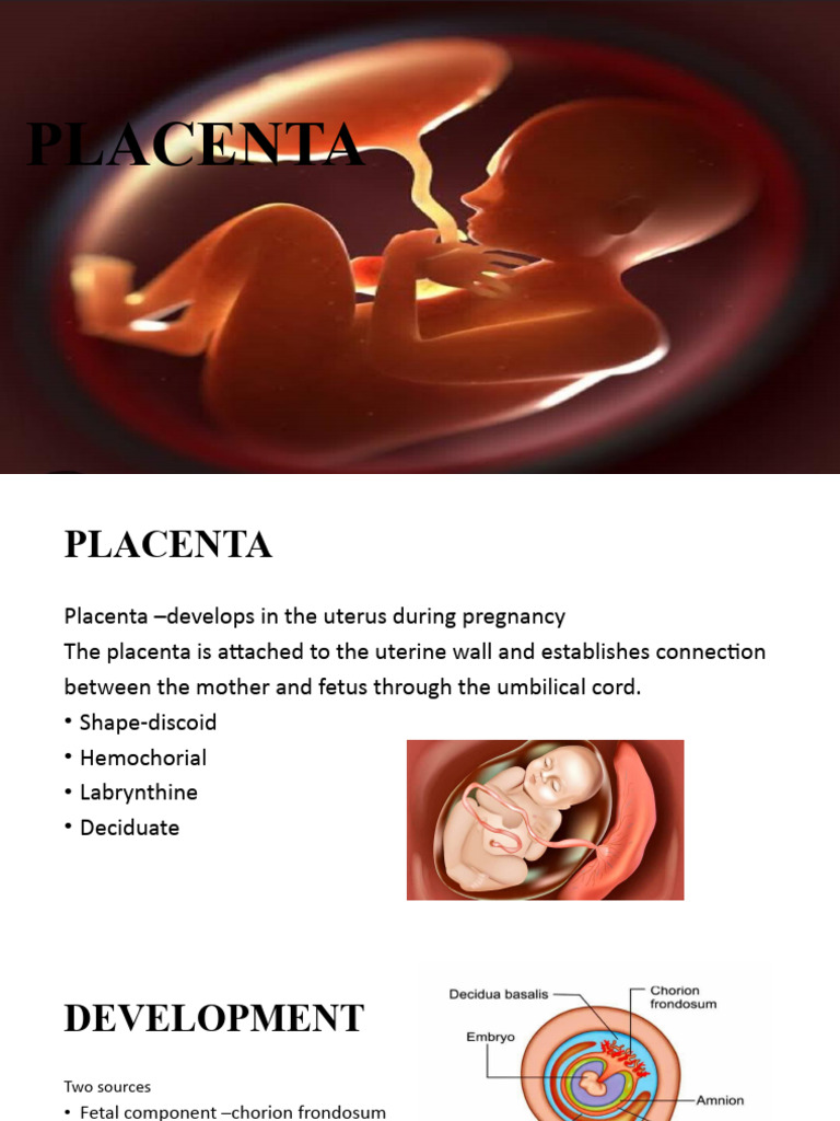 Placenta | PDF | Placenta | Anatomy