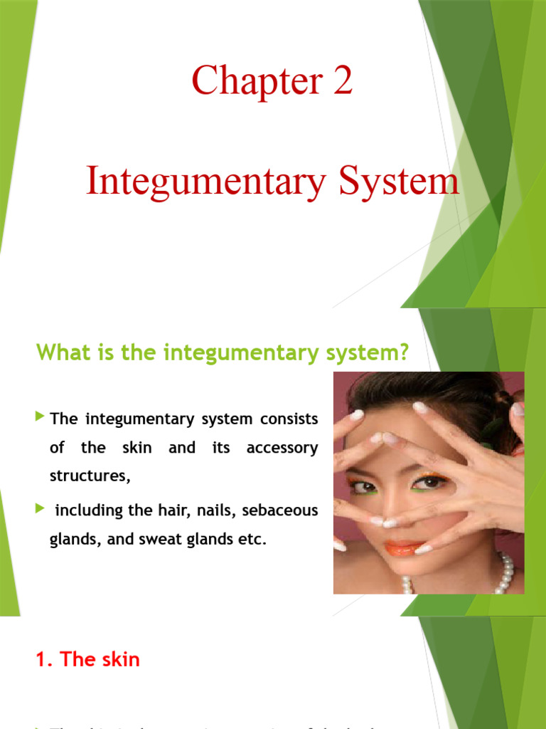Integumentary System Overview | PDF | Skin | Nail (Anatomy)