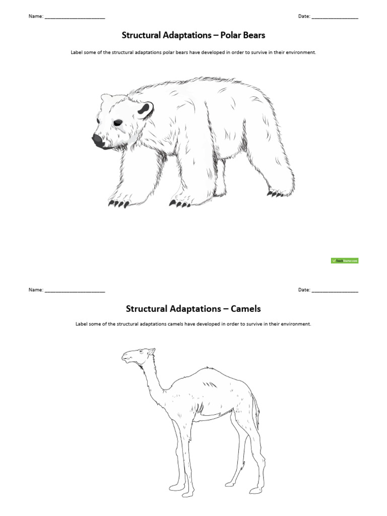 TeachStarter - Plant and Animal Adaptations Worksheet Pack - 1708814 ...