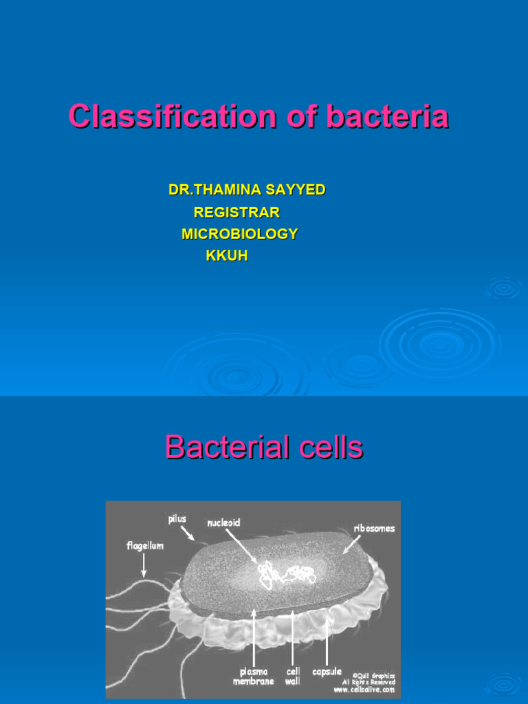 Bacterial Classification Overview | PDF | Gram Positive Bacteria | Bacteria