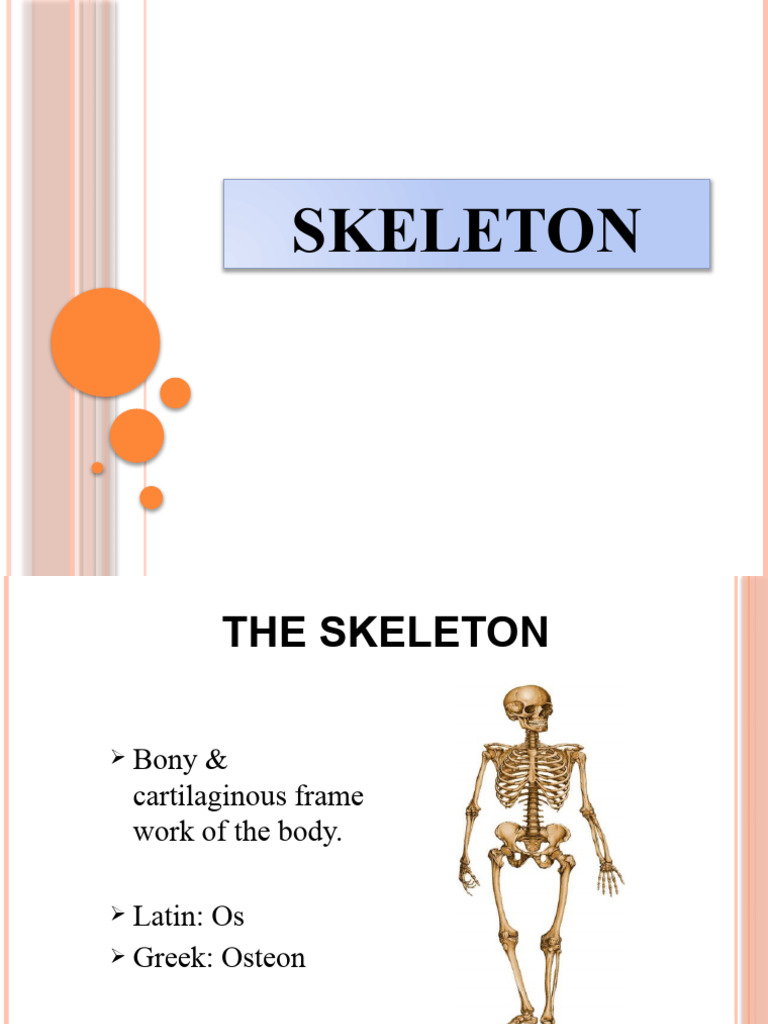 BONE | PDF | Bone | Cartilage