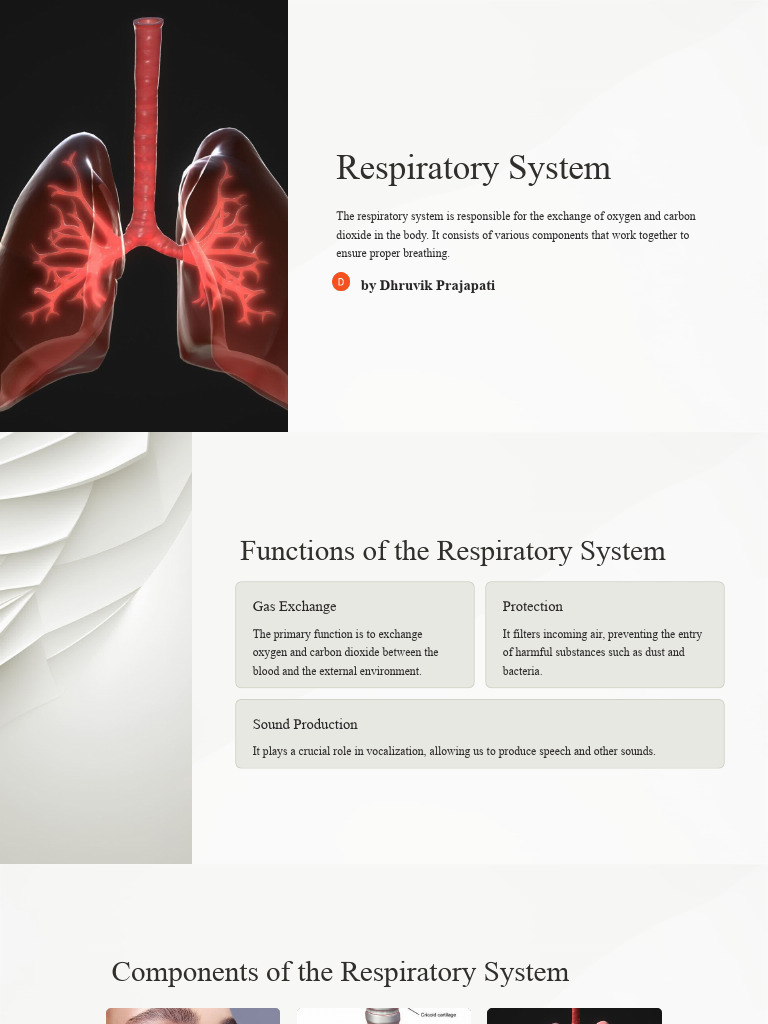 Respiratory System | PDF | Lung | Respiratory System