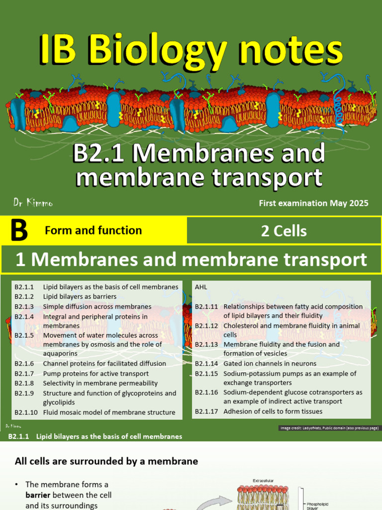 B2.1 Membranes and Membrane Transport by DR Kimmo | PDF | Cell Membrane ...