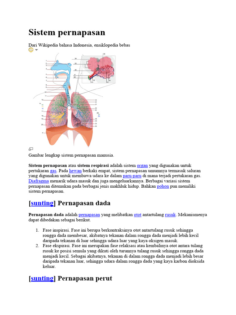 Sistem pernapasan | PDF | Respiratory System | Lung