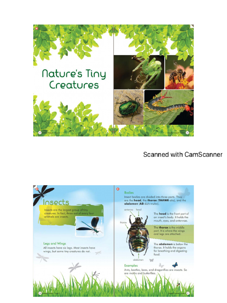 Nature's Tiny Creatures | PDF