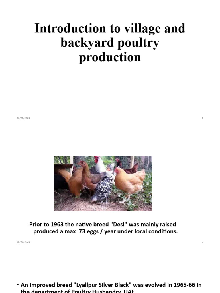 Lecture 5 Intro To Backyard Poultry | PDF | Chicken | Domesticated Birds