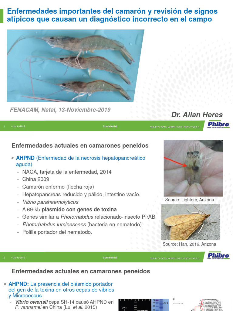 Enfermedades Del Camarón Diagnóstico Y Prevención Pdf Virus