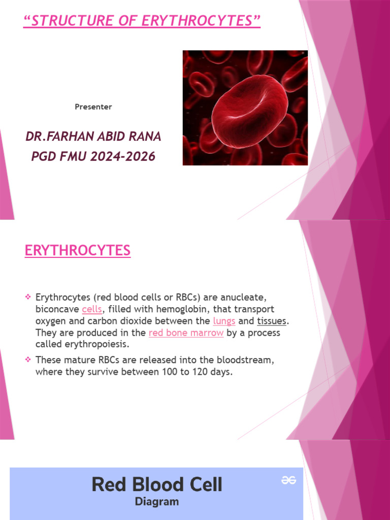 Structure of Erythrocytes | Download Free PDF | Hemoglobin | Red Blood Cell