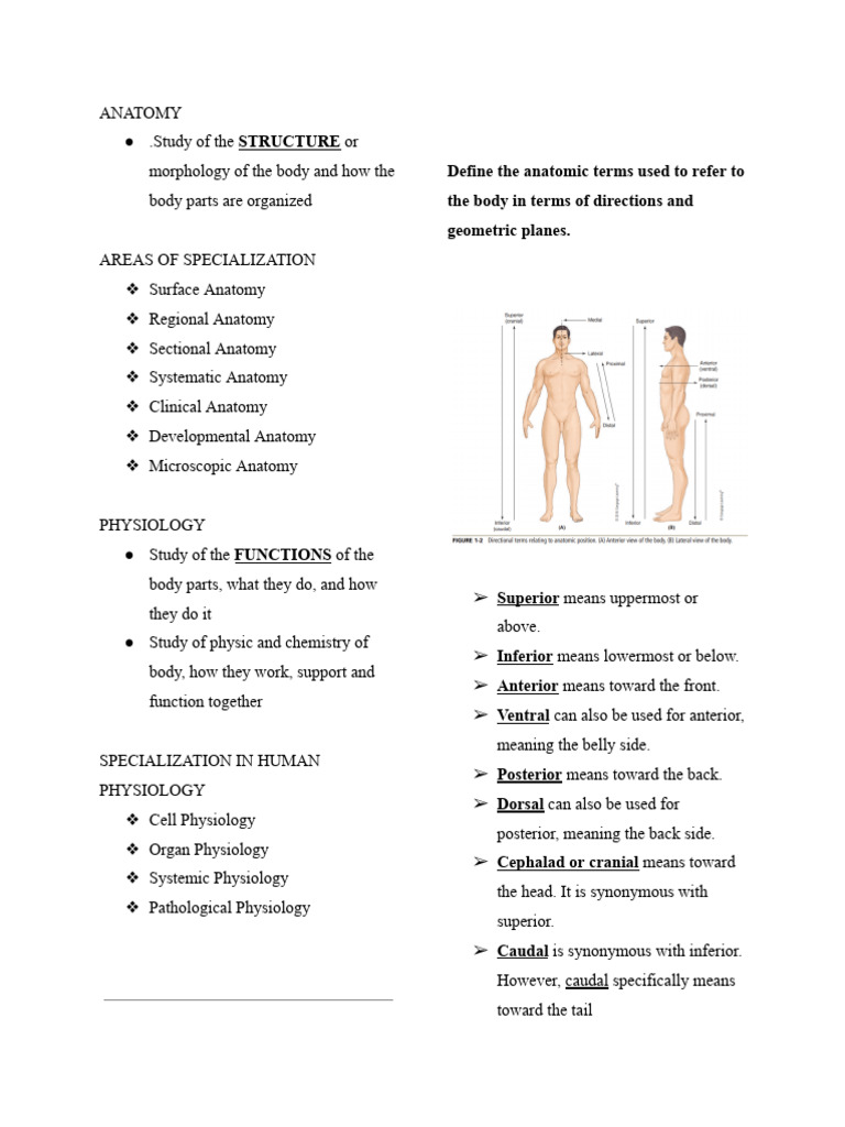 Anaphy Notes | PDF | Anatomical Terms Of Location | Homeostasis
