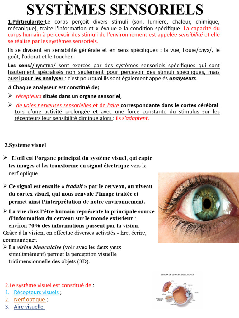 Systeme Visuel L'oeil | PDF | Sens (physiologie) | Œil