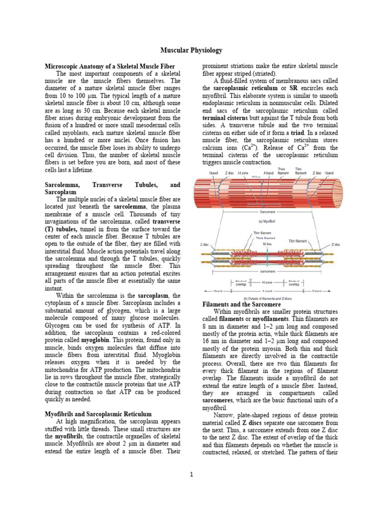 Unit 3 - Muscular Physiology Handout | PDF | Muscle Contraction ...