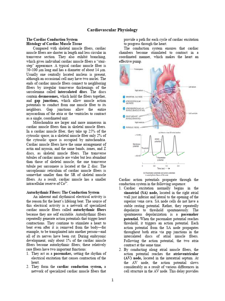 Unit 4 - Cardiovascular Physiology Handout | Download Free PDF ...