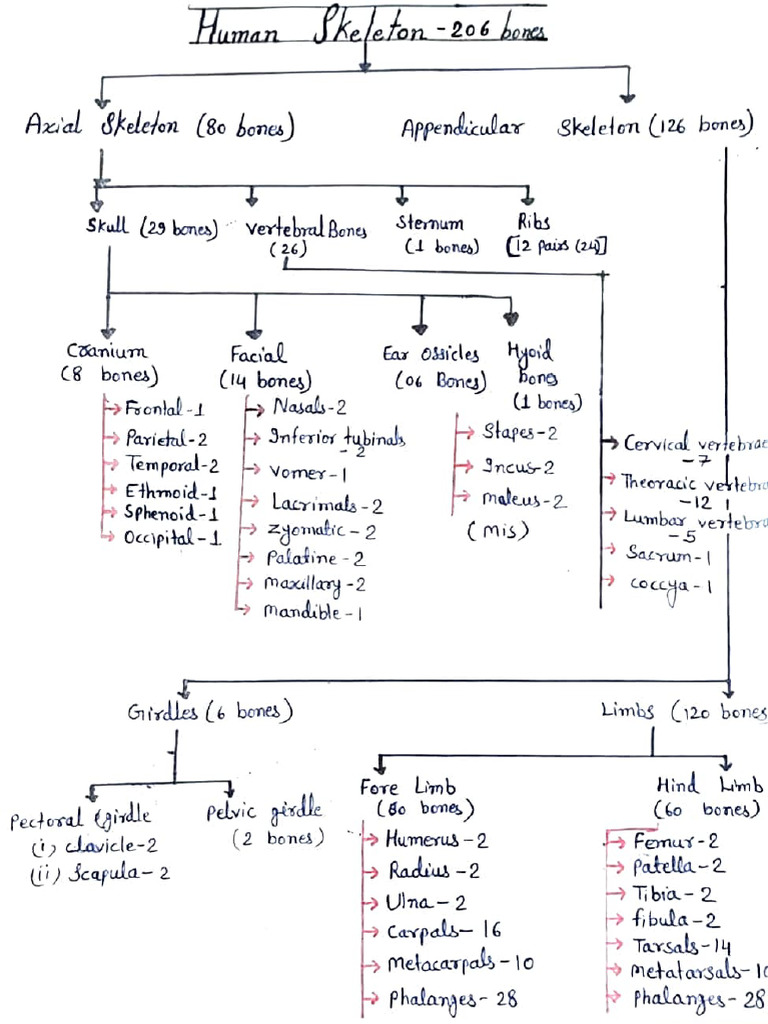 Human Skeleton Bones Name | PDF