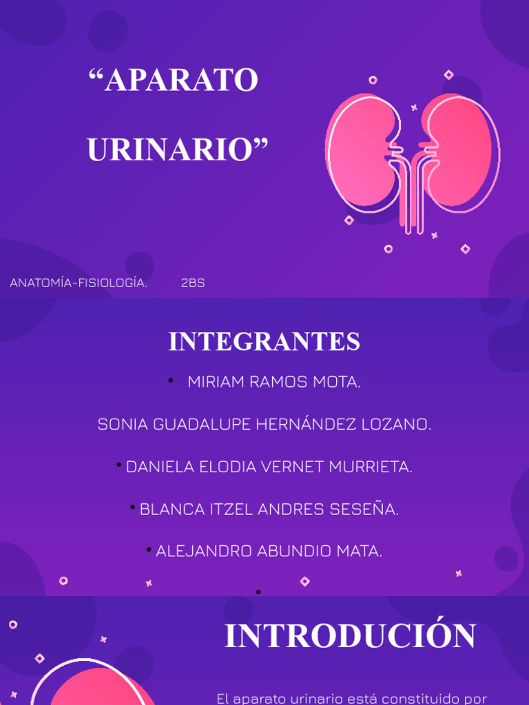 Aparato Urinario | PDF | Riñón | Sistema urinario