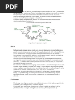 Anatomía Del Aparato Digestivo Del Cerdo | PDF | Sistema digestivo ...
