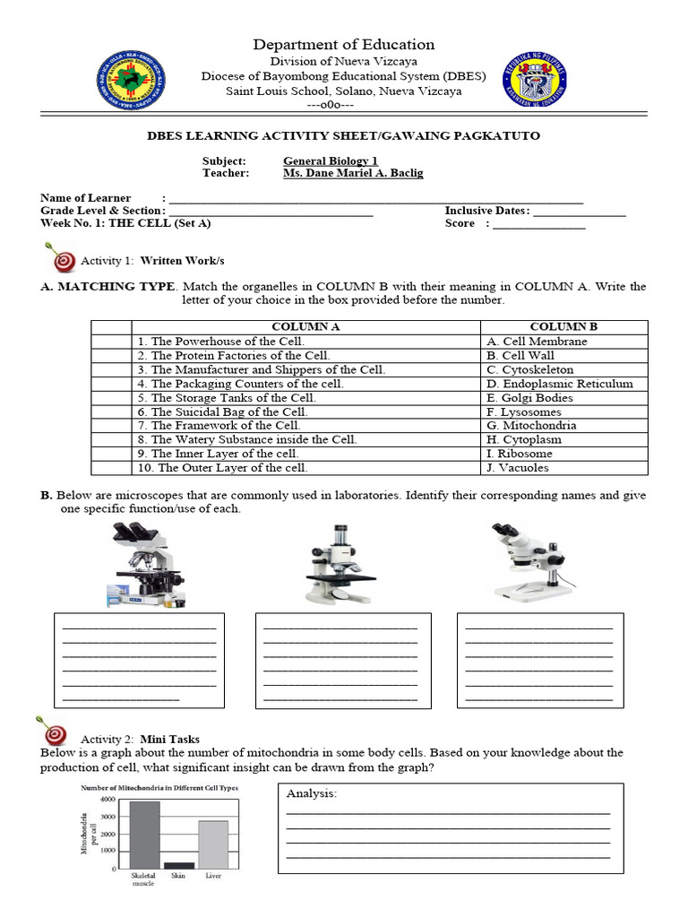 Bio Activity | PDF | Meiosis | Cell (Biology)