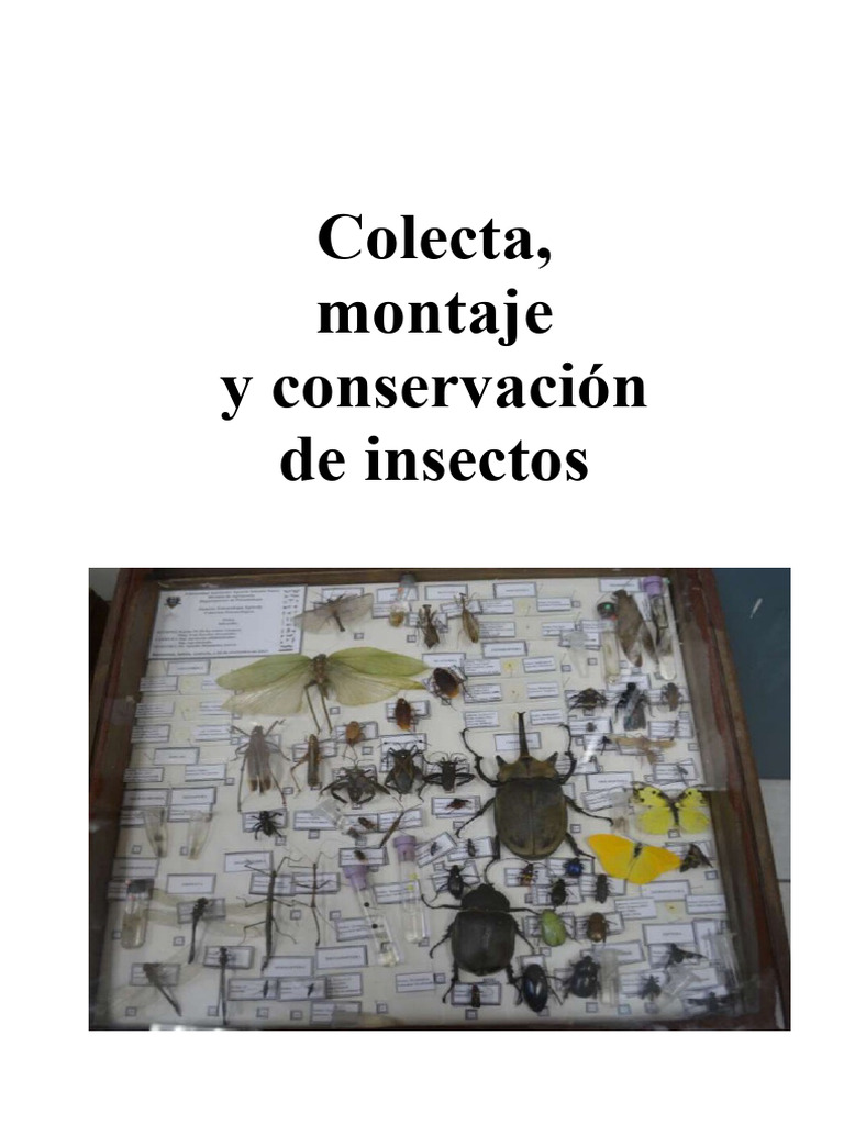 Colecta, Montaje y Conservación de Insectos | PDF | Insectos | Mosca
